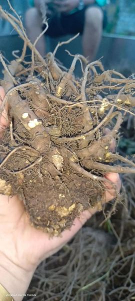 芎怎么读_芎的拼音和含义是什么-第2张图片-山城妙识 芎怎么读_芎的拼音和含义是什么-第2张图片-山城妙识