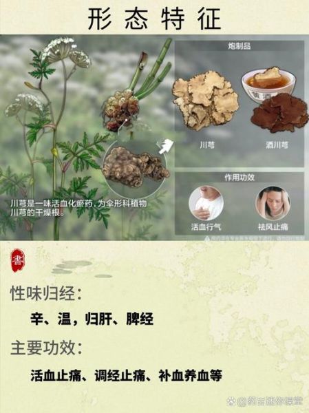 芎怎么读_芎的拼音和含义是什么-第3张图片-山城妙识 芎怎么读_芎的拼音和含义是什么-第3张图片-山城妙识