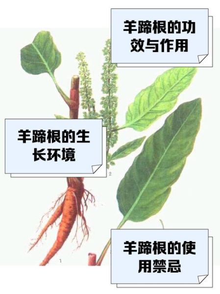 羊蹄根图片长什么样_羊蹄根的功效与作用有哪些-第1张图片-山城妙识