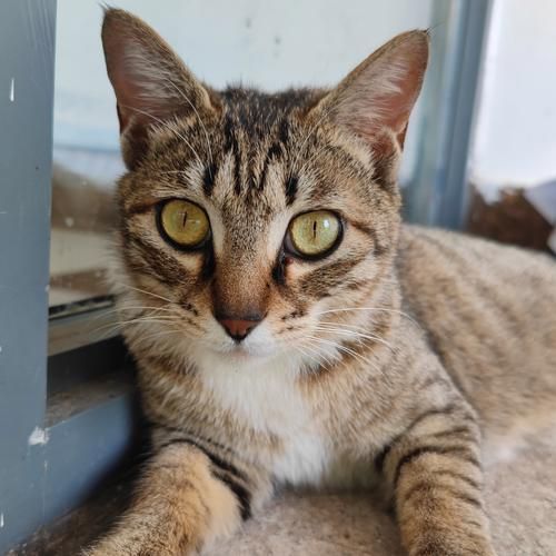 柚子猫是什么猫_柚子猫多少钱一只-第2张图片-山城妙识