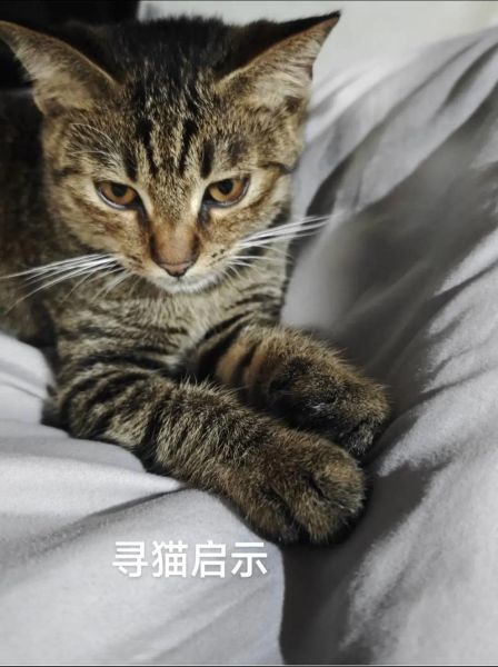 柚子猫是什么猫_柚子猫多少钱一只-第1张图片-山城妙识