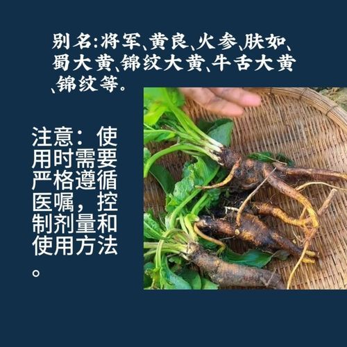 羊蹄根图片长什么样_羊蹄根的功效与作用有哪些-第3张图片-山城妙识