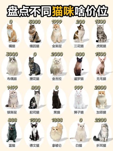 柚子猫是什么猫_柚子猫多少钱一只-第3张图片-山城妙识