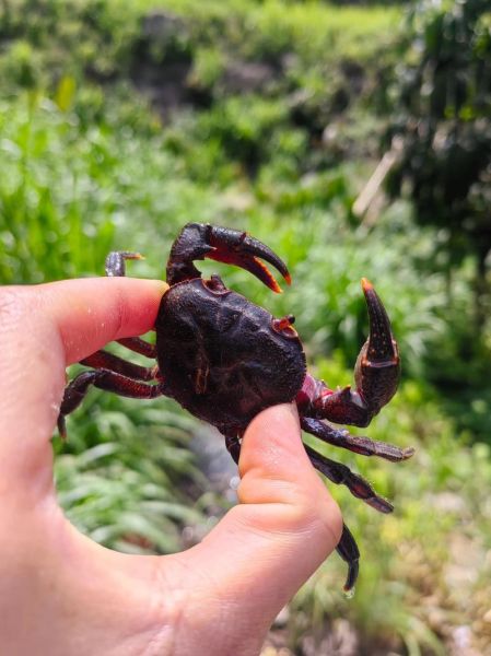 野生河蟹怎么处理干净_野生河蟹清洗步骤-第2张图片-山城妙识