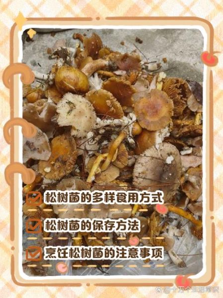 松树菌有毒吗_松树菌怎么做好吃-第1张图片-山城妙识