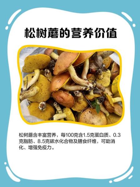 松树菌有毒吗_松树菌怎么做好吃-第2张图片-山城妙识
