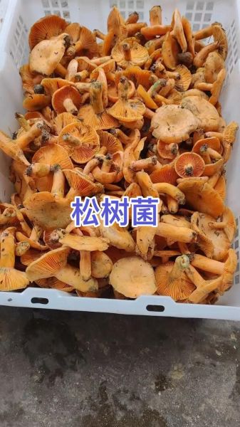松树菌有毒吗_松树菌怎么做好吃-第3张图片-山城妙识
