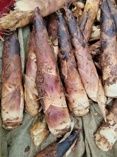 笋都有哪几种_新鲜笋类品种大全-第3张图片-山城妙识