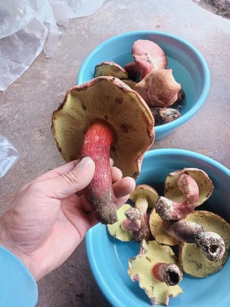 红葱菌多少钱一斤_红葱菌怎么做好吃-第1张图片-山城妙识