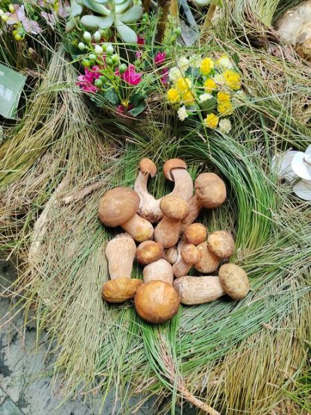 红葱菌多少钱一斤_红葱菌怎么做好吃-第3张图片-山城妙识