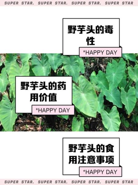 野芋头花能吃吗_野芋头花怎么处理才安全-第3张图片-山城妙识