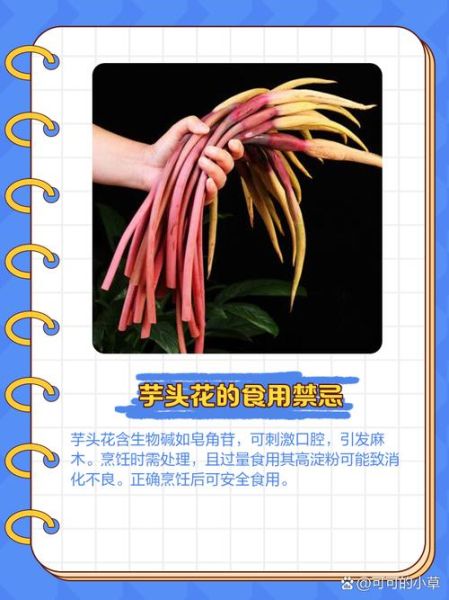 野芋头花能吃吗_野芋头花怎么处理才安全-第2张图片-山城妙识