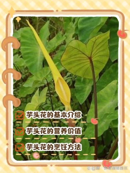 野芋头花能吃吗_野芋头花怎么处理才安全-第1张图片-山城妙识