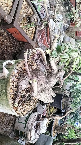 羊奶果盆景怎么养_羊奶果盆景图片大全-第1张图片-山城妙识