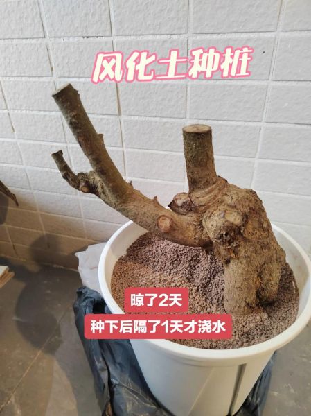 羊奶果盆景怎么养_羊奶果盆景图片大全-第2张图片-山城妙识