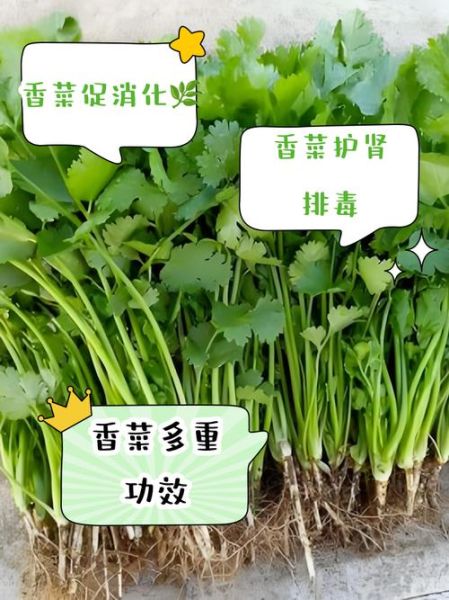 香菜吃多了有什么坏处_香菜的功效与作用-第2张图片-山城妙识