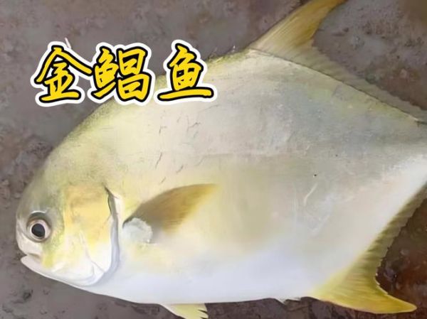 金鲳鱼多少钱一斤2021_2021金鲳鱼价格走势-第2张图片-山城妙识