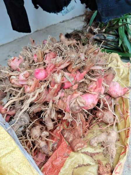 山姜图片大全_山姜长什么样-第1张图片-山城妙识