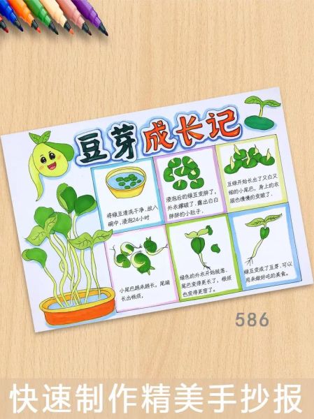 豆芽怎么种_豆芽生长过程观察日记手抄报-第1张图片-山城妙识