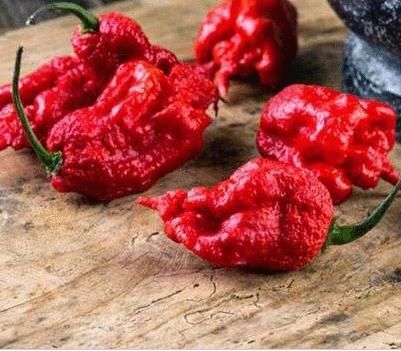 魔鬼辣椒辣死过多少人_真的吃死人了吗-第1张图片-山城妙识