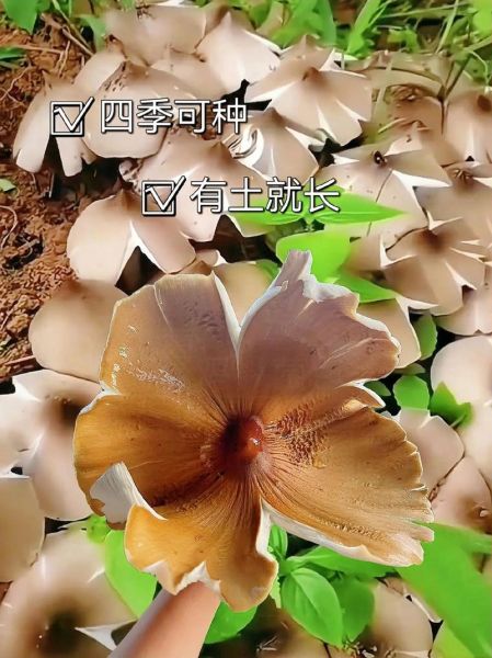 黑皮鸡枞菌怎么种_黑皮鸡枞菌种植技术-第3张图片-山城妙识 黑皮鸡枞菌怎么种_黑皮鸡枞菌种植技术-第3张图片-山城妙识