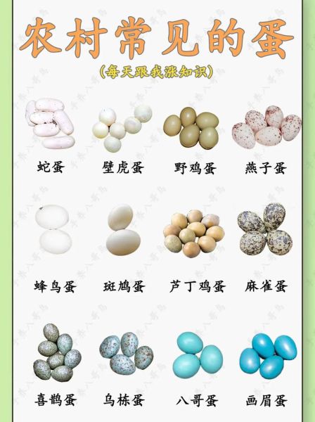 蛋组词有哪些_蛋字怎么组词-第2张图片-山城妙识