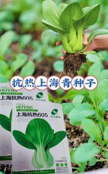 上海青什么时候种最好_上海青怎么种才高产-第2张图片-山城妙识