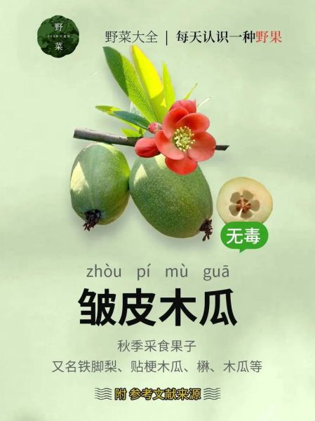 野木瓜怎么吃最好_野木瓜的吃法大全-第1张图片-山城妙识 野木瓜怎么吃最好_野木瓜的吃法大全-第1张图片-山城妙识