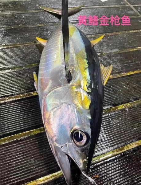 长鳍金枪鱼多少钱一斤_长鳍金枪鱼和黄鳍区别-第1张图片-山城妙识
