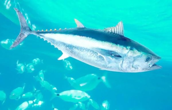 长鳍金枪鱼多少钱一斤_长鳍金枪鱼和黄鳍区别-第3张图片-山城妙识