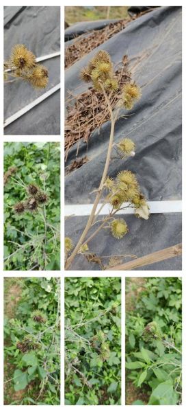 野生牛蒡根图片_野生牛蒡根长什么样-第1张图片-山城妙识 野生牛蒡根图片_野生牛蒡根长什么样-第1张图片-山城妙识