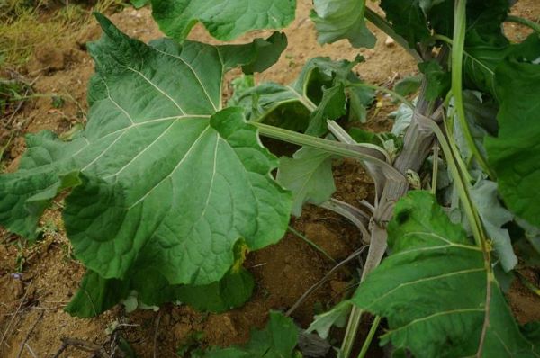 野生牛蒡根图片_野生牛蒡根长什么样-第2张图片-山城妙识 野生牛蒡根图片_野生牛蒡根长什么样-第2张图片-山城妙识