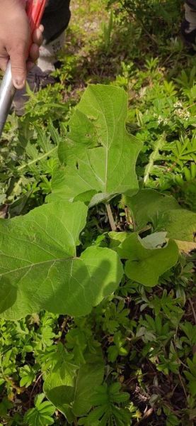 野生牛蒡根图片_野生牛蒡根长什么样-第3张图片-山城妙识 野生牛蒡根图片_野生牛蒡根长什么样-第3张图片-山城妙识