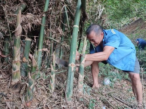 马蹄竹图片_马蹄竹长什么样-第1张图片-山城妙识 马蹄竹图片_马蹄竹长什么样-第1张图片-山城妙识