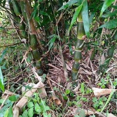 马蹄竹图片_马蹄竹长什么样-第3张图片-山城妙识 马蹄竹图片_马蹄竹长什么样-第3张图片-山城妙识