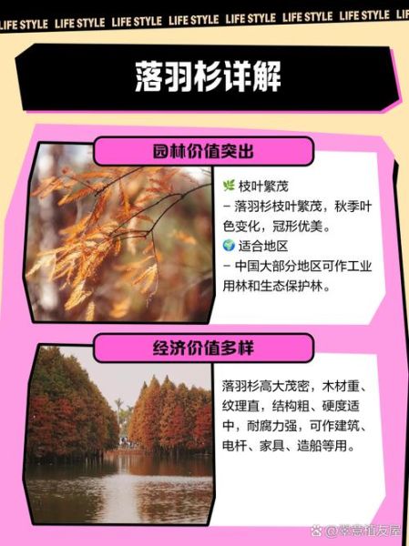 落羽杉怎么种_落羽杉和池杉区别-第2张图片-山城妙识