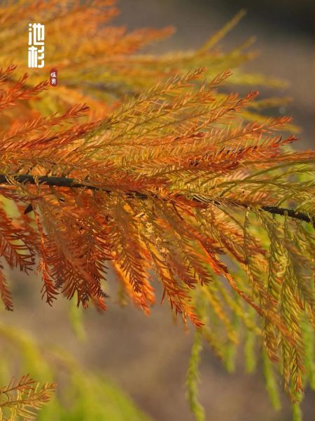 落羽杉怎么种_落羽杉和池杉区别-第1张图片-山城妙识