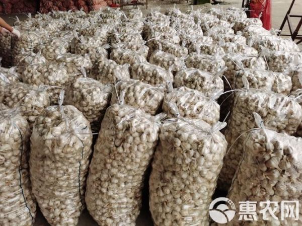 苍山大蒜最新价格_多少钱一斤-第3张图片-山城妙识