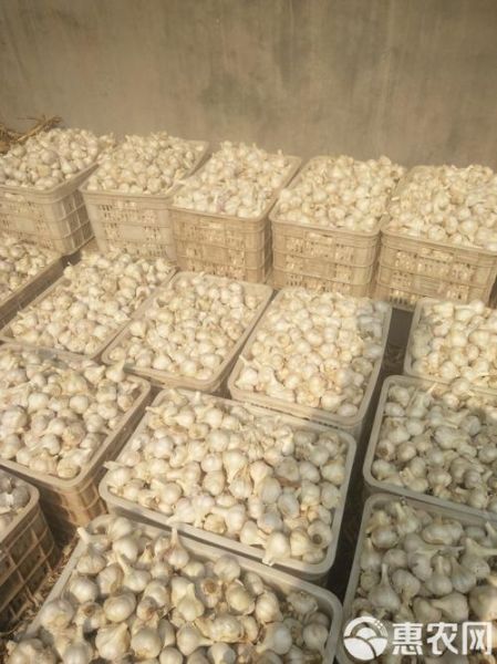 苍山大蒜最新价格_多少钱一斤-第2张图片-山城妙识