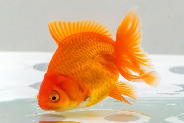 金鱼图片大全大图_如何挑选高清壁纸-第2张图片-山城妙识