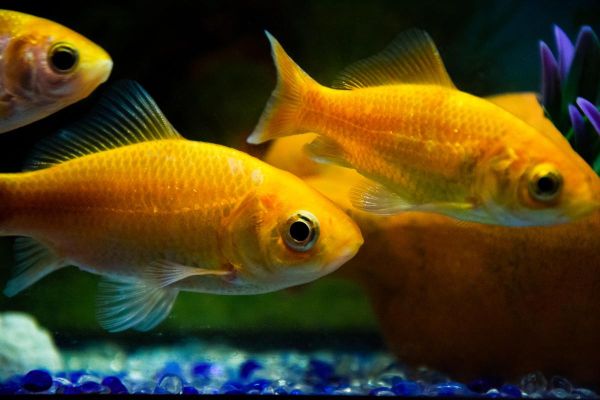 金鱼图片大全大图_如何挑选高清壁纸-第3张图片-山城妙识