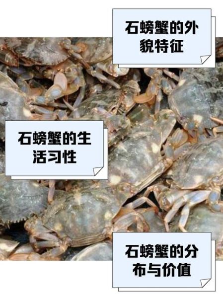 石蟹是最差的螃蟹吗_石蟹口感怎么样-第1张图片-山城妙识 石蟹是最差的螃蟹吗_石蟹口感怎么样-第1张图片-山城妙识