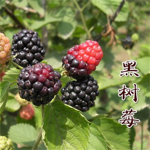 覆盆子树苗怎么选_覆盆子树苗图片怎么看-第3张图片-山城妙识 覆盆子树苗怎么选_覆盆子树苗图片怎么看-第3张图片-山城妙识