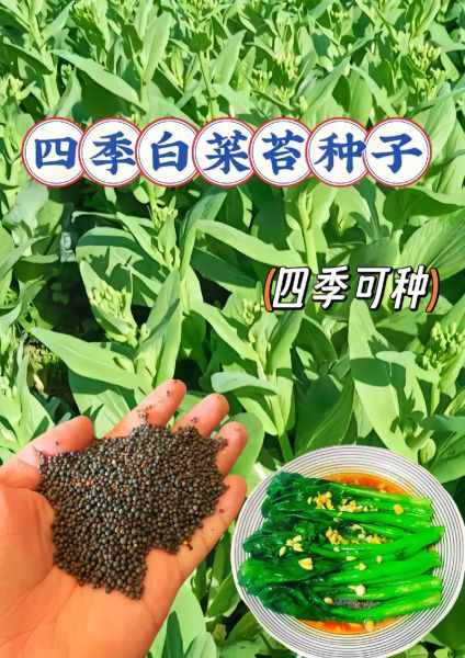 蔬菜种子怎么选_蔬菜种子批发哪里便宜-第1张图片-山城妙识