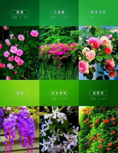 蔷薇花怎么养_蔷薇花什么时候开-第1张图片-山城妙识