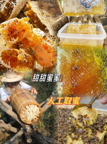 蜂巢蜜的功效与作用_蜂巢蜜怎么吃最好-第3张图片-山城妙识