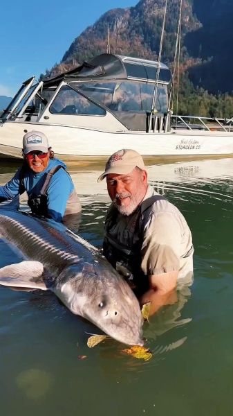 马林鱼是什么鱼_马林鱼和金枪鱼区别-第3张图片-山城妙识