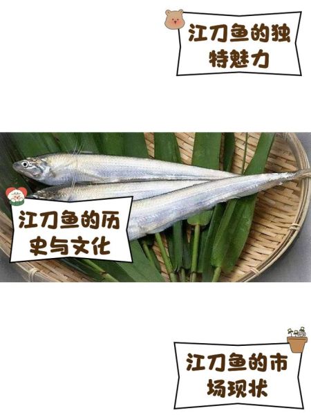 长江刀鱼养殖技术_长江刀鱼多少钱一斤-第2张图片-山城妙识 长江刀鱼养殖技术_长江刀鱼多少钱一斤-第2张图片-山城妙识