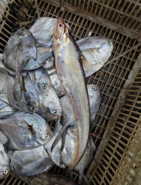 长江刀鱼养殖技术_长江刀鱼多少钱一斤-第1张图片-山城妙识 长江刀鱼养殖技术_长江刀鱼多少钱一斤-第1张图片-山城妙识