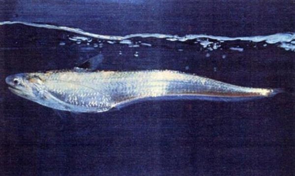 长江刀鱼养殖技术_长江刀鱼多少钱一斤-第3张图片-山城妙识 长江刀鱼养殖技术_长江刀鱼多少钱一斤-第3张图片-山城妙识